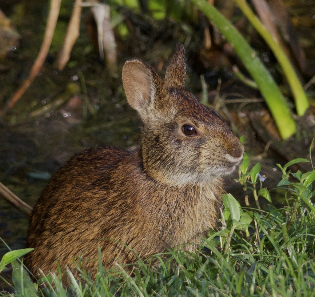 Marsh Rabbit from Hagen Ranch Rd, Boynton Beach, FL, US on January 4 ...