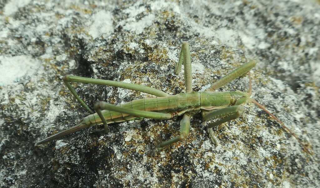 Predatory Bush-cricket from Lenins'kyi, UA-KR, UA on June 25, 2017 at ...