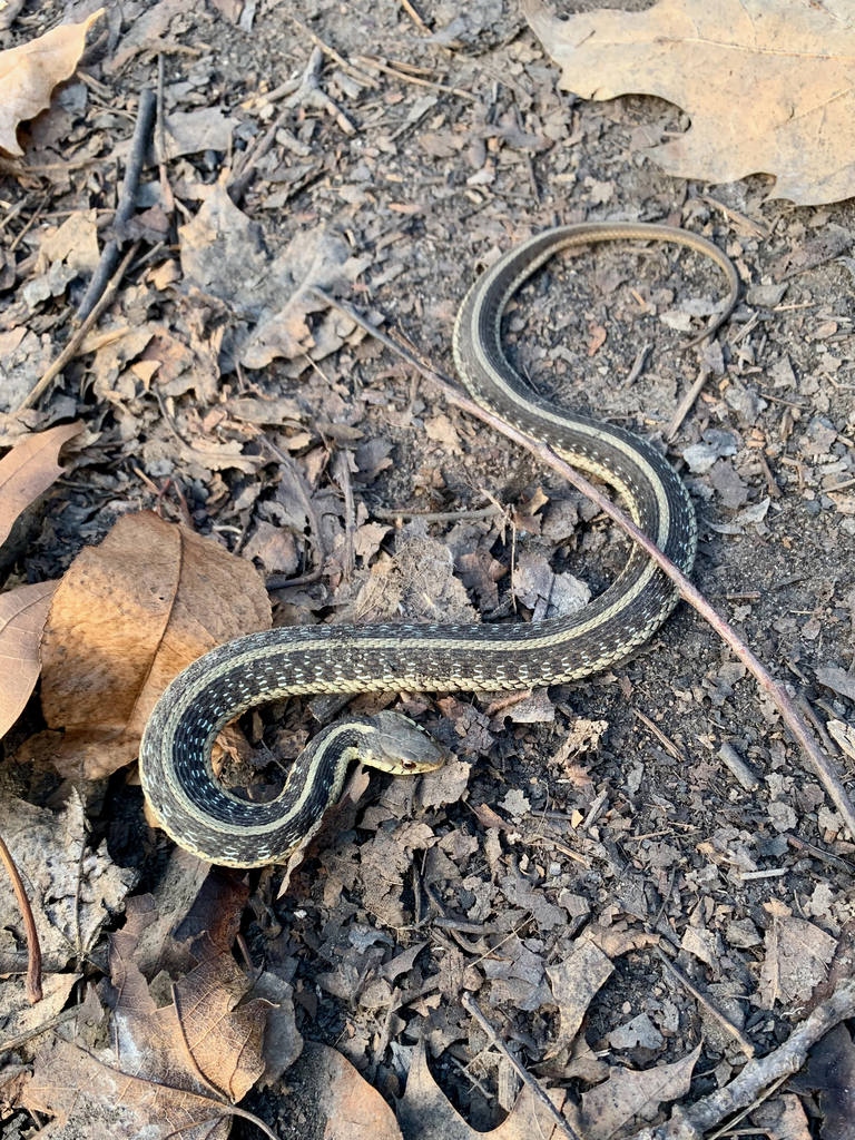 Common Garter Snake from Logan, Ann Arbor, MI 48105, USA on December 14 ...