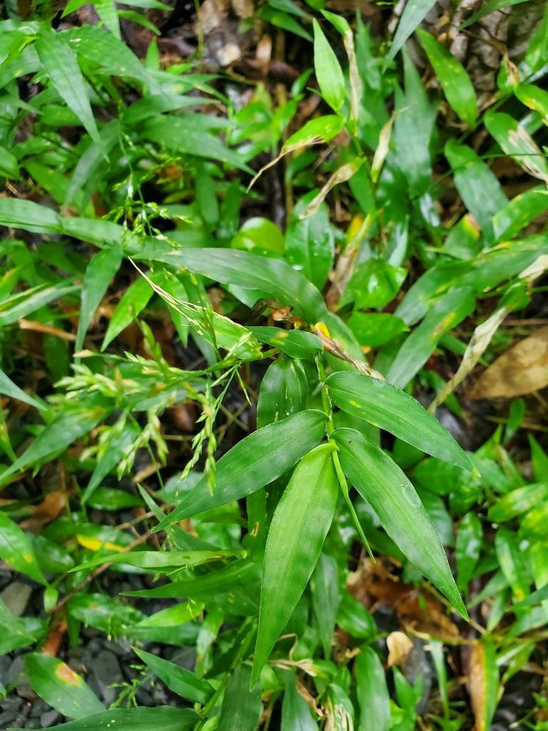 Ichnanthus pallens from Sabana, Luquillo 00773, Puerto Rico on January ...