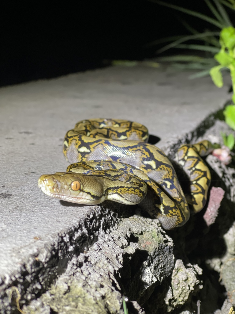 Reticulated Python from Pulau Bali, Kabupaten Badung, Bali, ID on ...