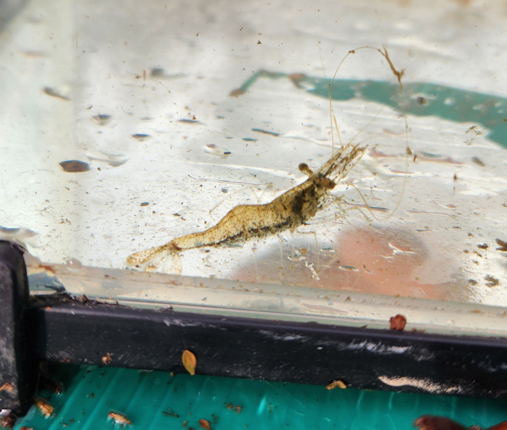 Mississippi Grass Shrimp from Williamson County, IL, USA on November 20 ...