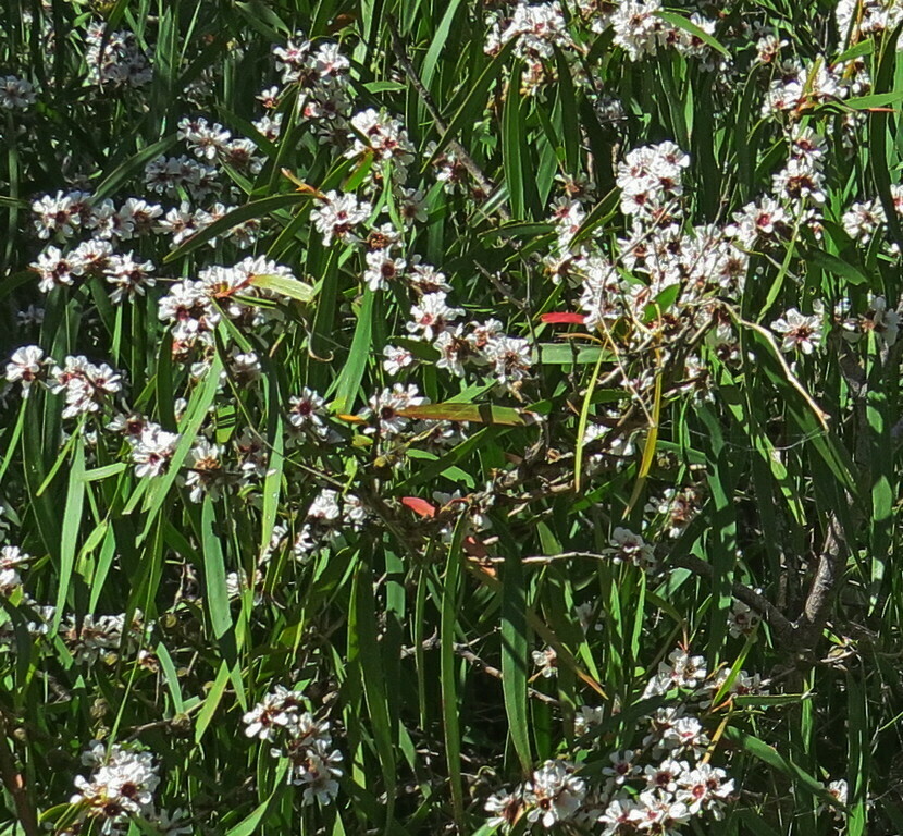 Western Australian Peppermint from WQMX+MV, Sandpatch WA 6330 ...
