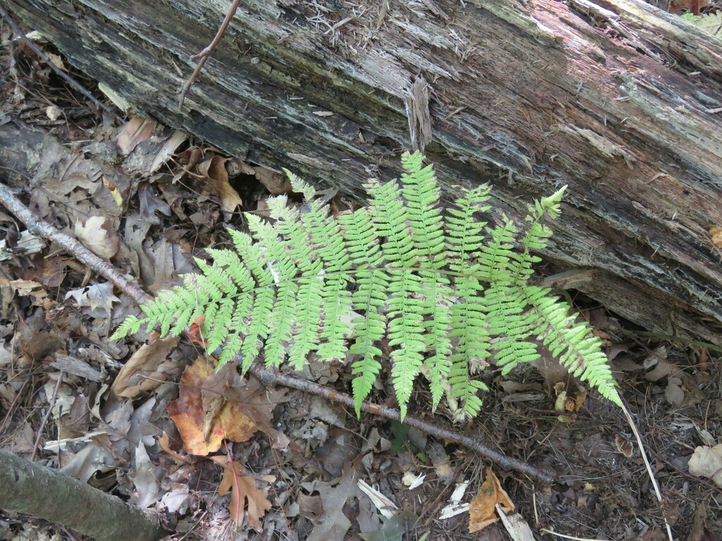 northern lady fern from Arms Forest, Burlington, VT 05408, USA on ...
