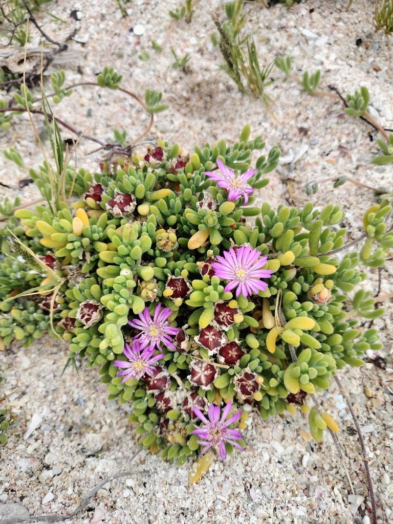 Rodondo Creeper from Struis Bay, 7285, South Africa on December 31 ...
