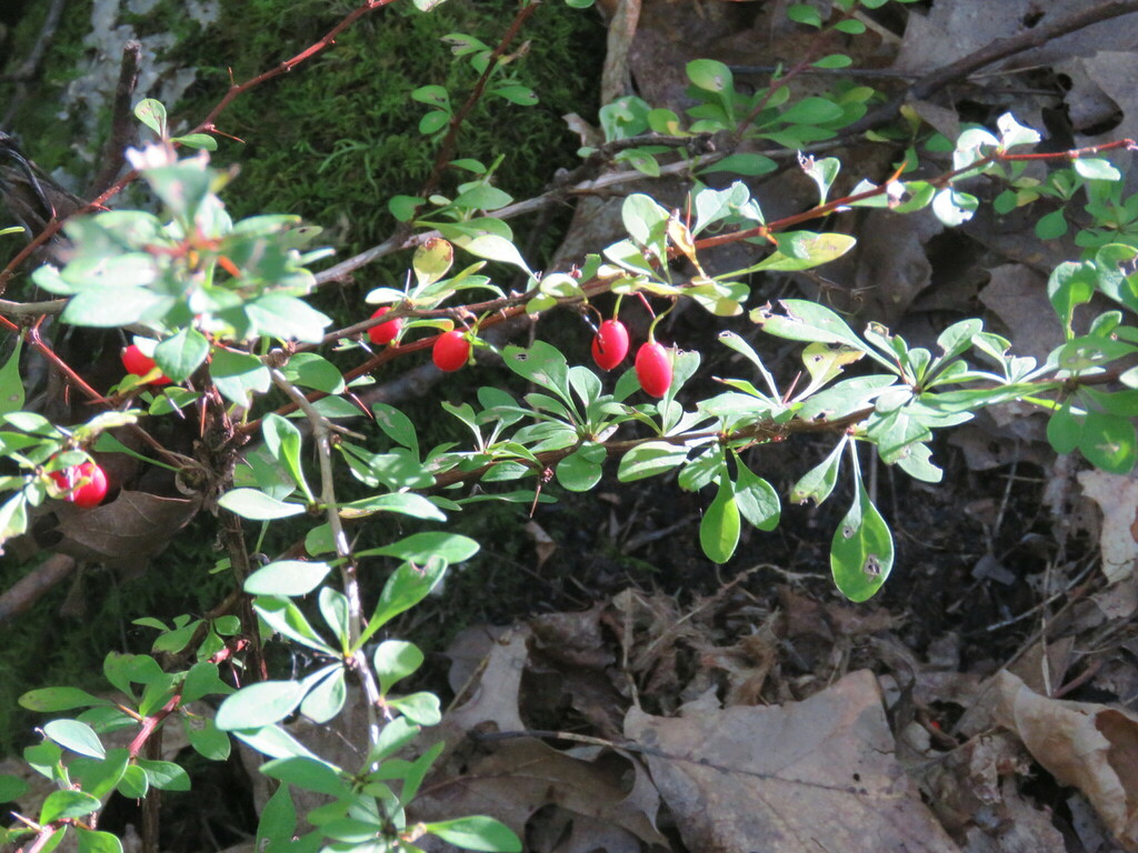 Japanese barberry from 384 US-7, Milton, VT 05468, USA on October 5 ...