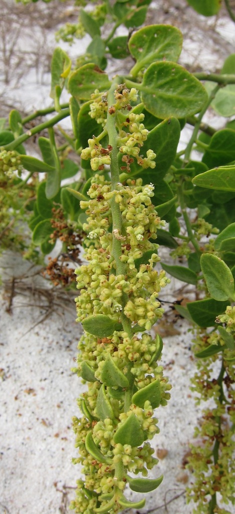 salt bush (Cryptocarpus pyriformis) - Botanical Realm