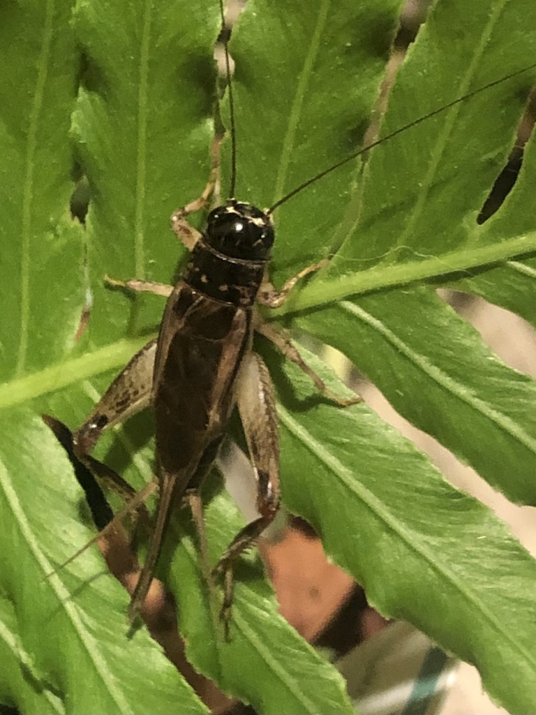 Field Crickets in January 2024 by Kerrie Jennings. Attracted to night ...
