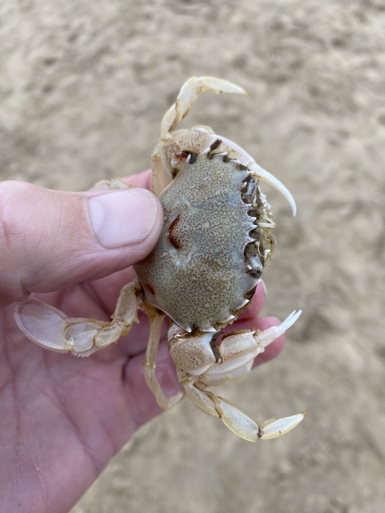 Rowing Crab from Indian Ocean, WC, ZA on January 6, 2024 at 07:07 PM by ...