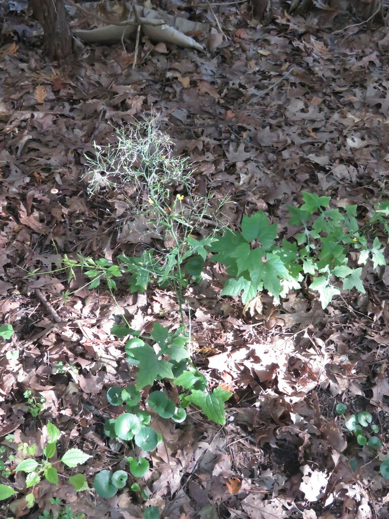 Wall Lettuce from Lamoille River Walk, 87 Ritchie Ave, Milton, VT 05468 ...