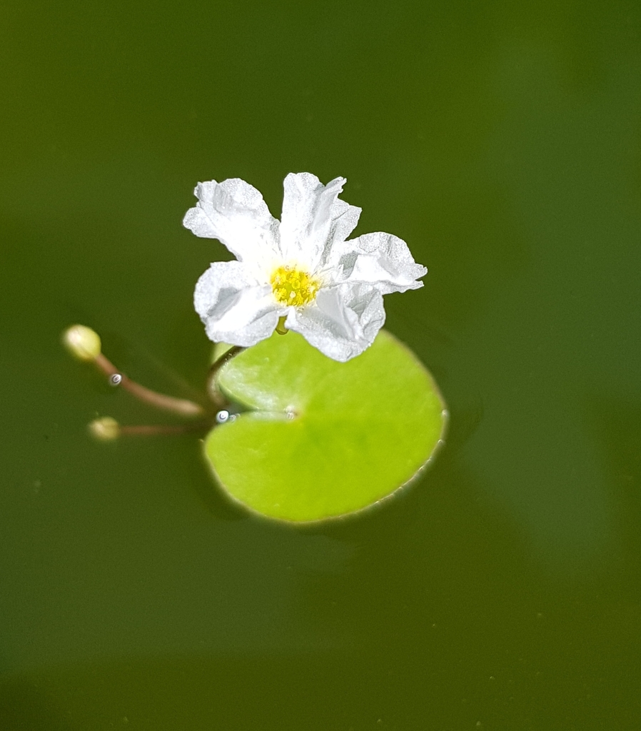 crested floating-heart from Balapitiya, LK-GL, LK on April 09, 2019 at ...