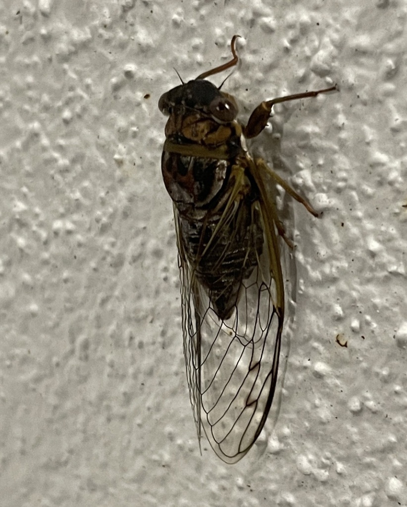 Olympic Scrub Cicada from El Vedado Ave, Orlando, FL, US on January 6 ...