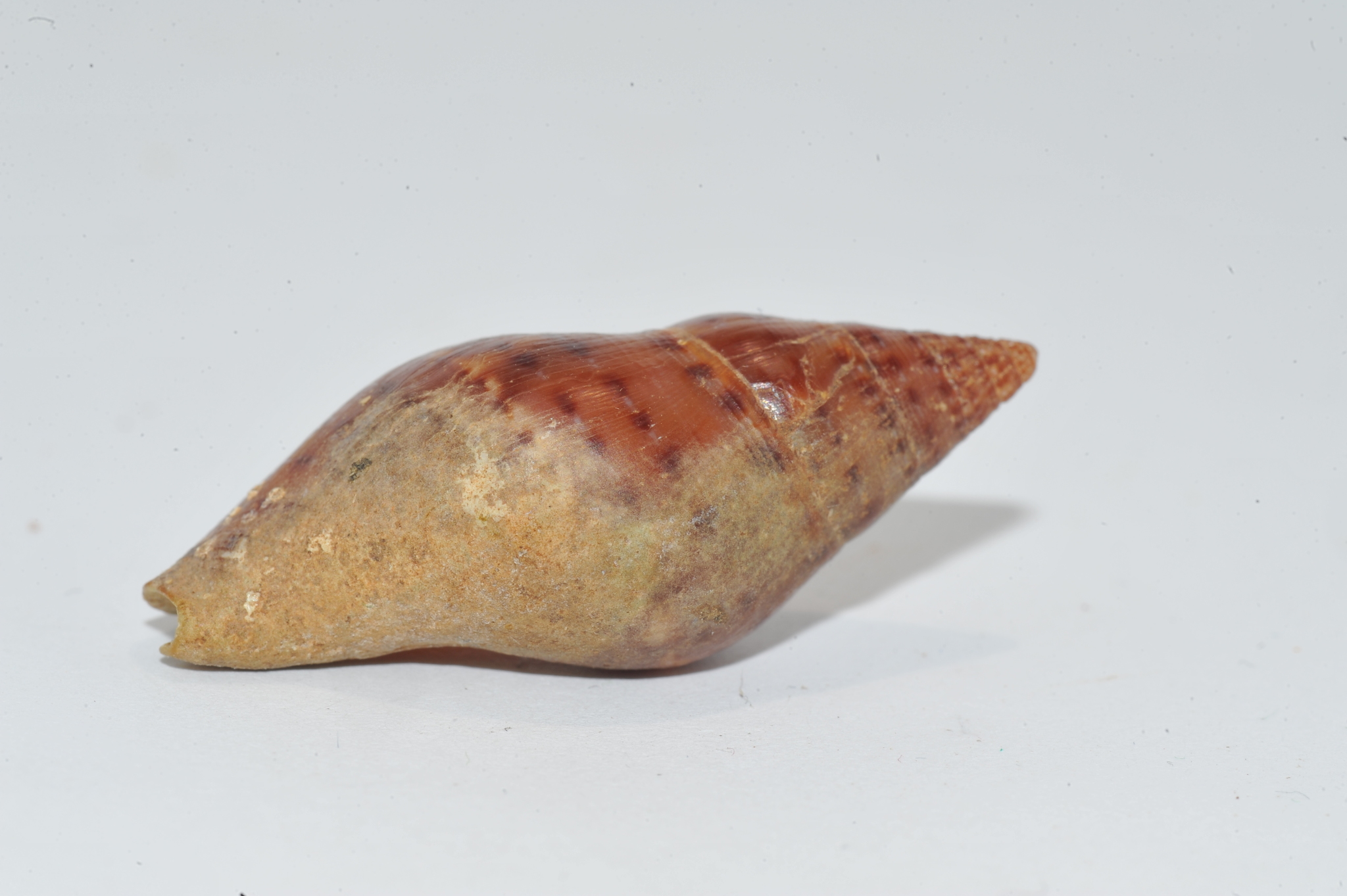 Pisania pusio (Linnaeus, 1758)