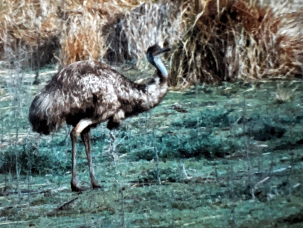 Emu from Wilsons Promontory VIC 3960, Australia on October 13, 1999 at ...
