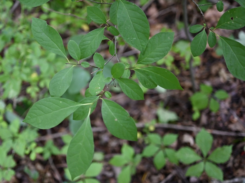 northern spicebush from S Williamston Rd, Dansville, MI, US on August ...