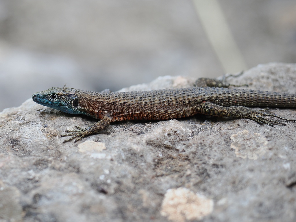Blue-throated Keeled Lizard from Municipality of Struga, North ...