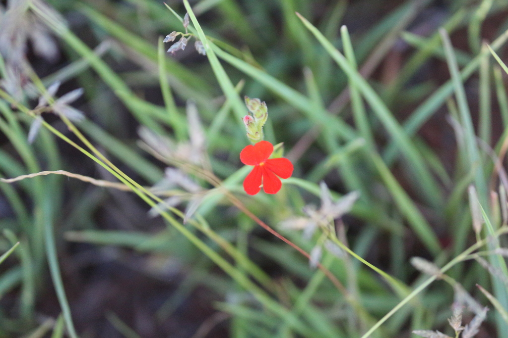 Witchweed from West Rand District Municipality, South Africa on January ...