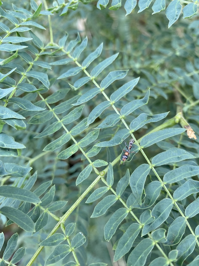 Graceful Twig Ant from Maui, Kula, HI, US on April 16, 2022 at 09:48 AM ...