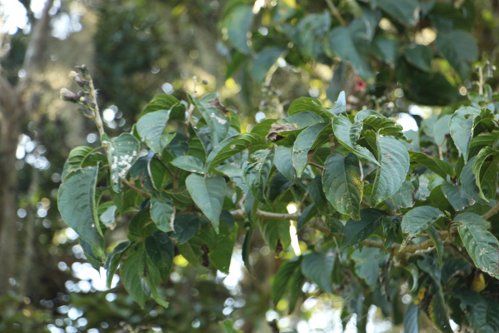 Trichanthera gigantea from Moniquirá, Boyaca, Colombia on January 6 ...