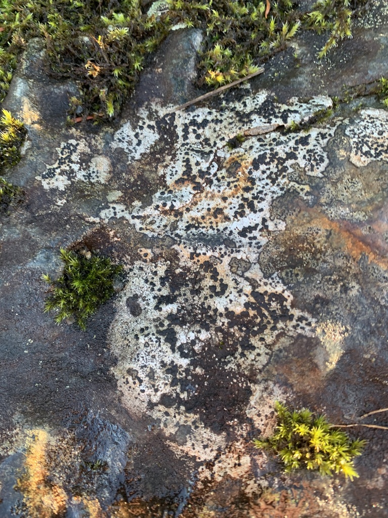 Rock Disk Lichen from Thetis Dr, Cowichan Valley, BC, CA on January 6 ...
