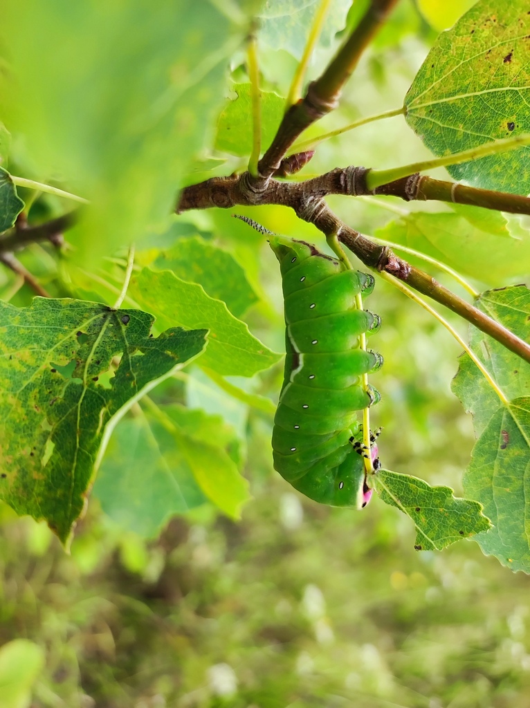 Puss Moth from Ломки, Ивановская обл., Россия, 155937 on August 2, 2023 ...