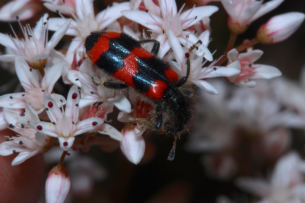 Bee-eating Beetle from 05350 Château-Ville-Vieille, France on July 26 ...
