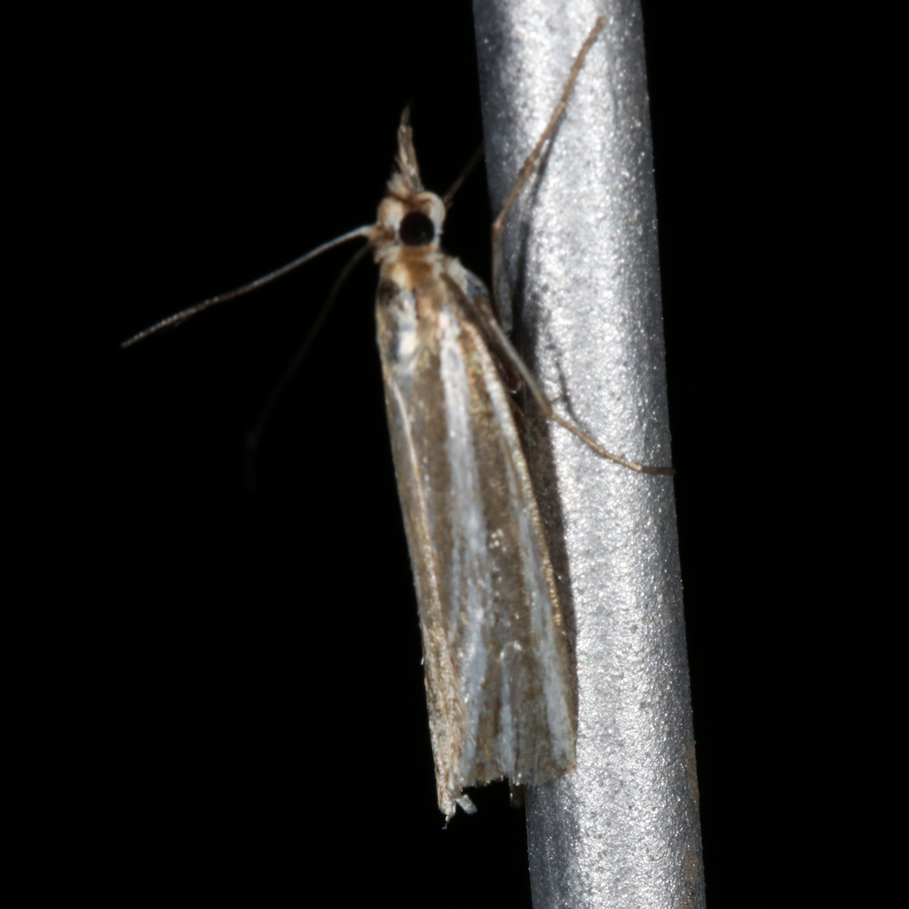Hednota grammellus from Addington VIC 3352, Australia on January 6 ...