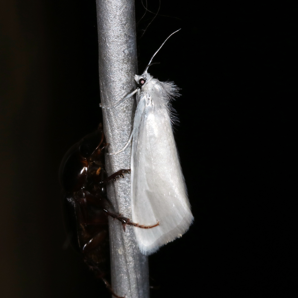 White Rush Moth from Addington VIC 3352, Australia on January 6, 2024 ...