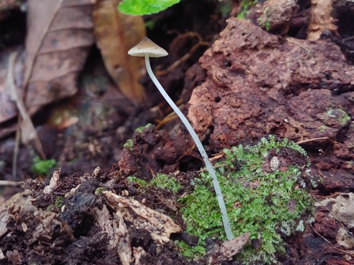 Hydropus mycenoides · iNaturalist