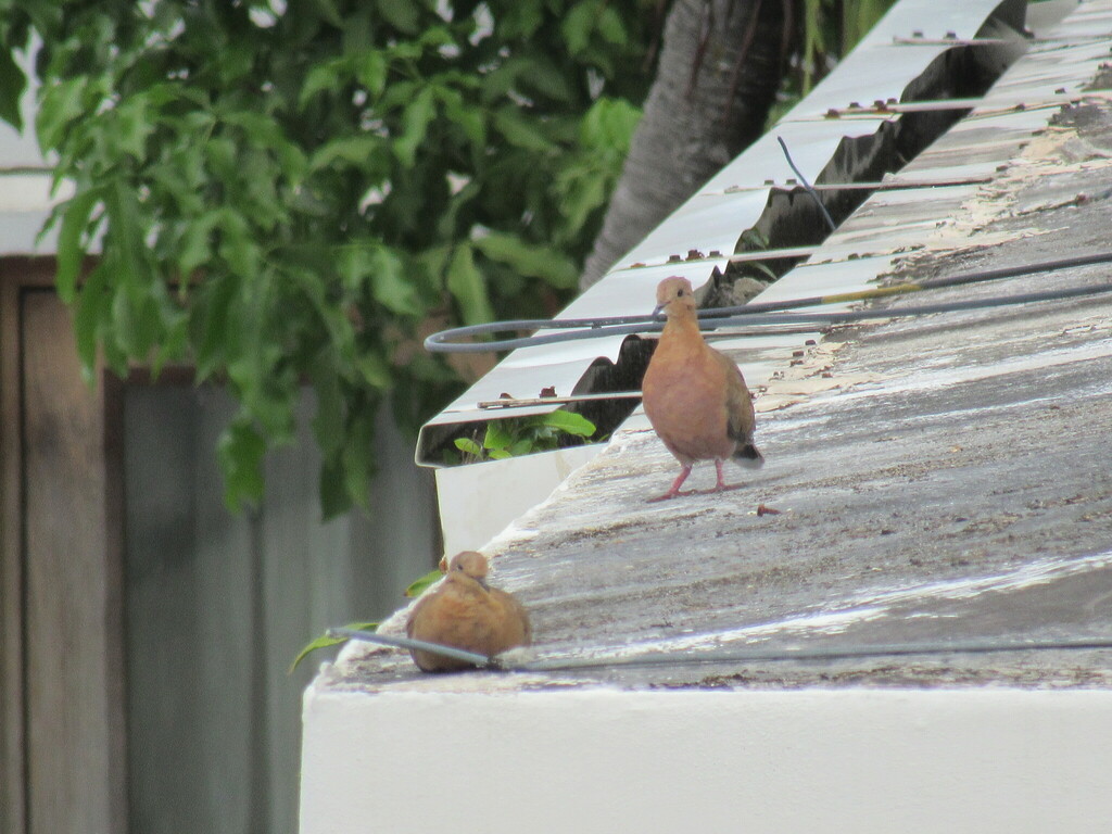 Zenaida Dove from Condado, San Juan, 00907, Puerto Rico on September 12 ...