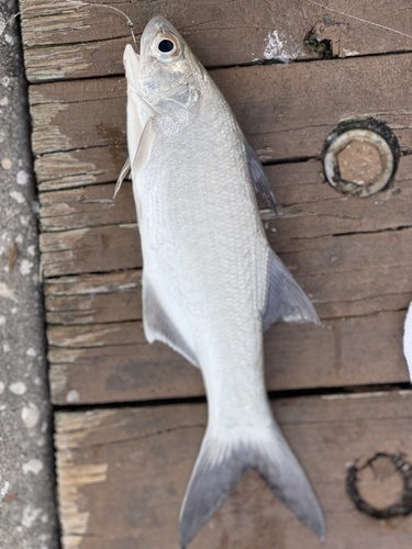 Atlantic Threadfin (Saltwater Fish of Louisiana) · iNaturalist