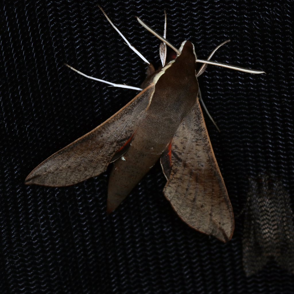 Coprosma Hawk Moth from Addington VIC 3352, Australia on January 6 ...