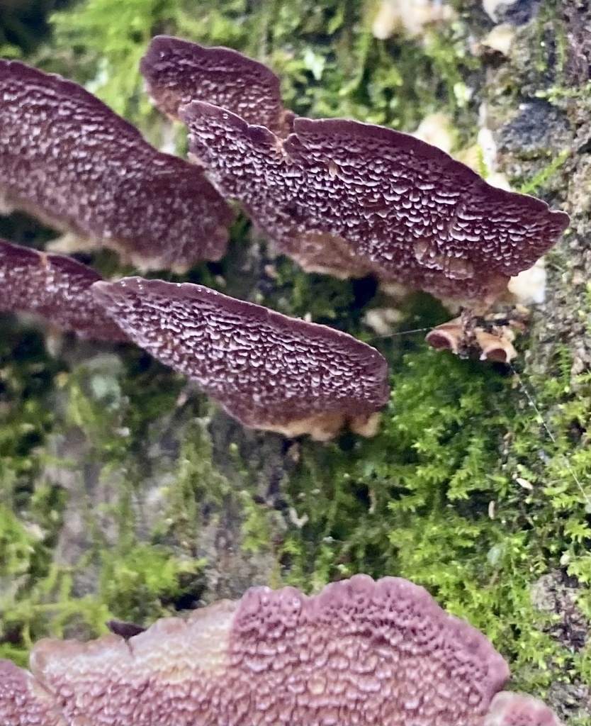 violet-toothed polypore from Anderson Pike, Walden, TN, US on January 6 ...