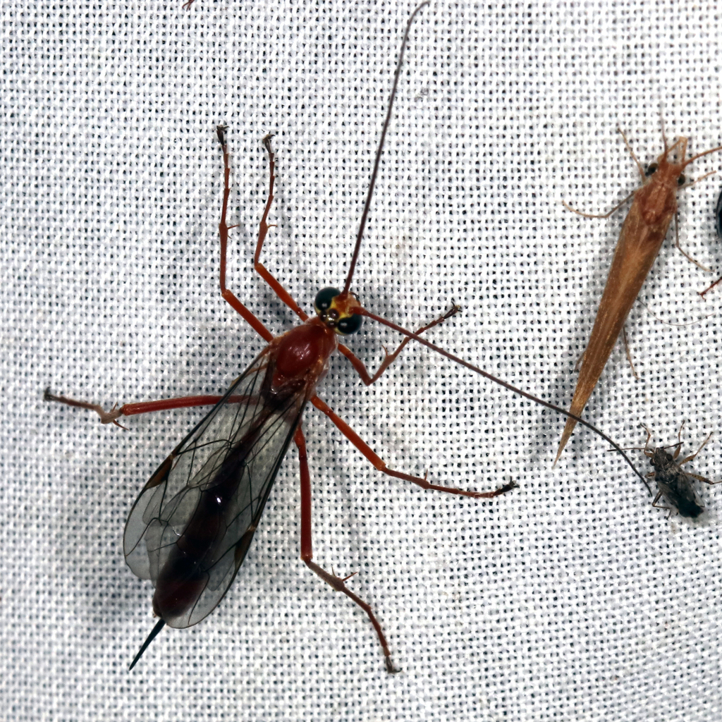 Netelia from Addington VIC 3352, Australia on January 6, 2024 at 11:08 ...