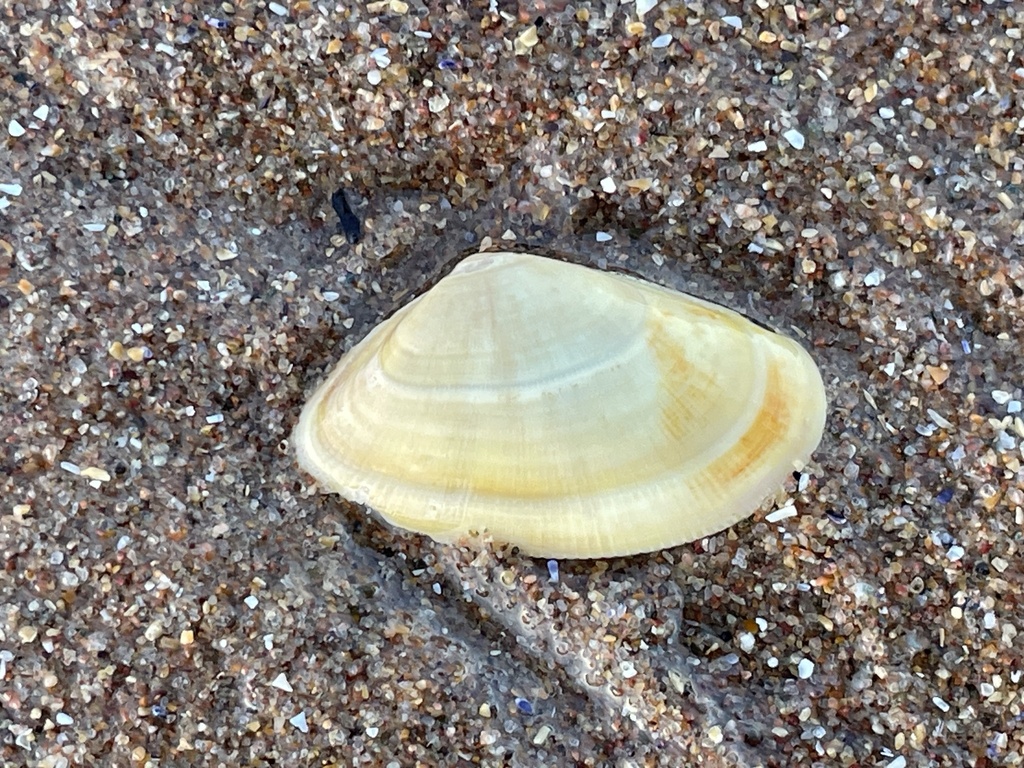 Banded Wedge Shell from Angus, Scotland, GB on January 6, 2024 at 03:05 ...