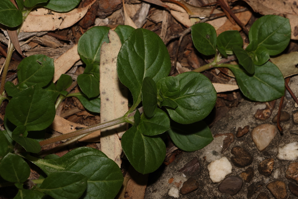 creeping chaffweed from Brisbane QLD, Australia on January 6, 2024 at ...