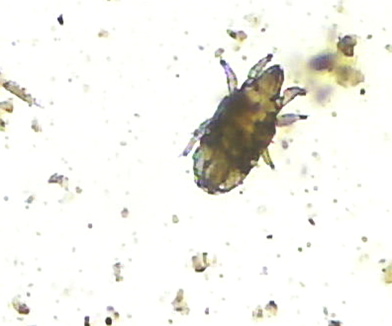 Mites and Ticks from West End, FL, USA on January 6, 2024 at 04:47 PM ...
