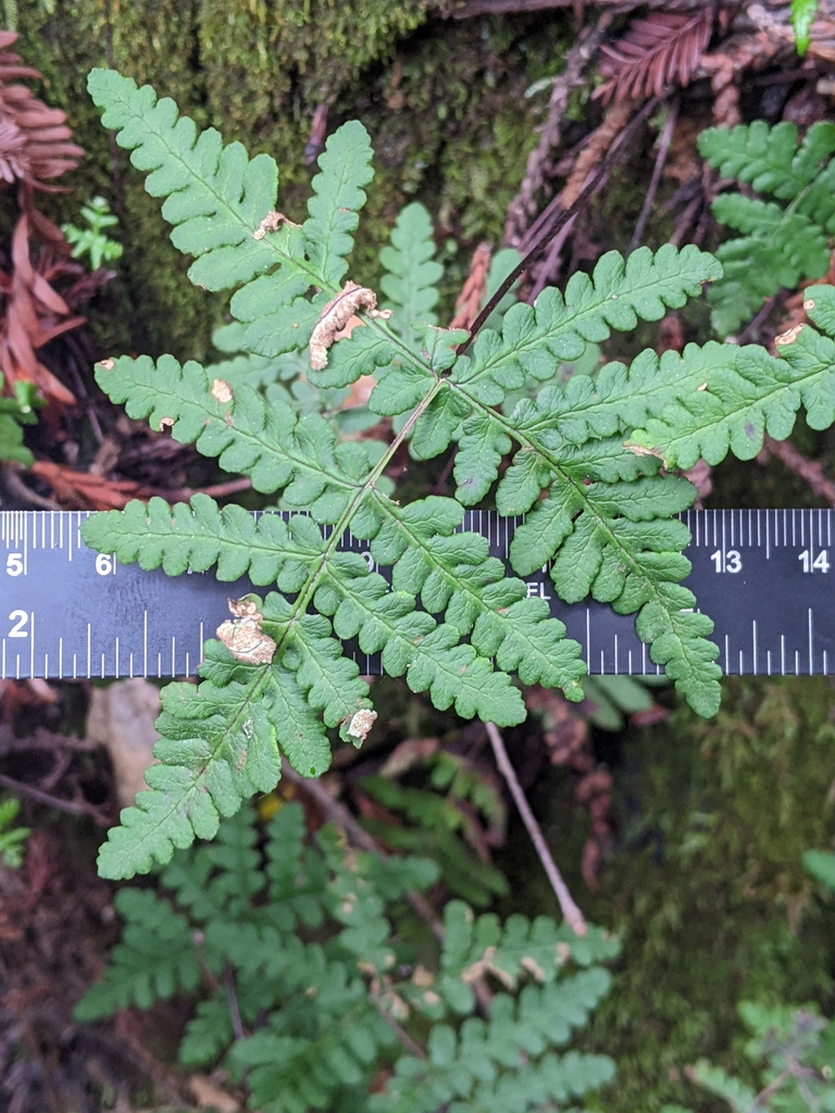 goldback fern from Palomar Park, CA 94062, USA on January 6, 2024 at 10 ...