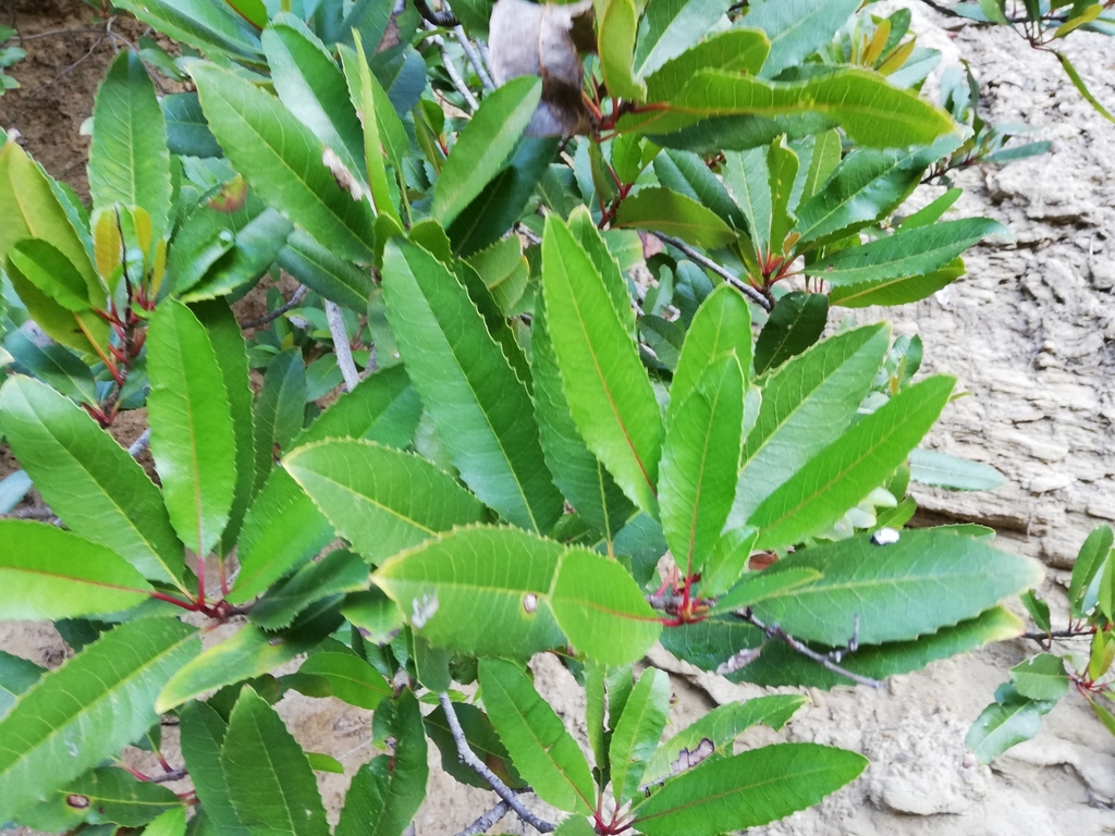 Toyon from Unnamed Road, Baja California, México on April 7, 2019 at 05 ...