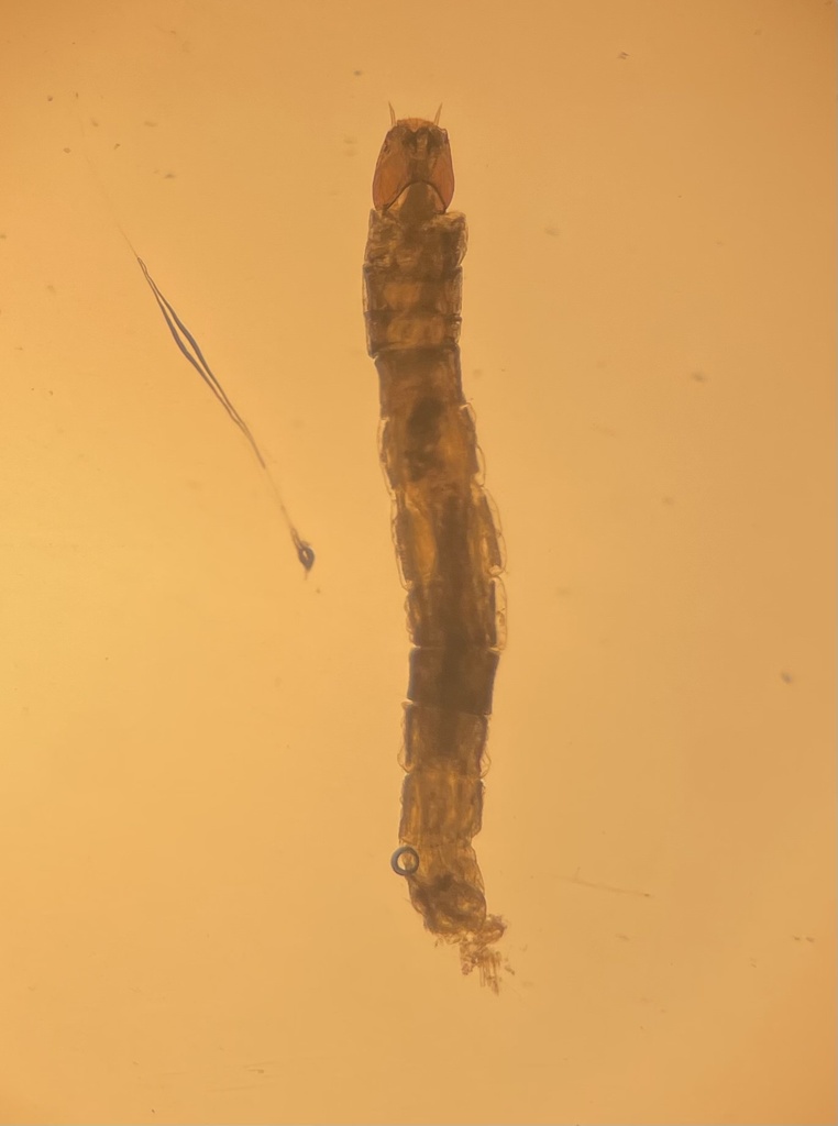 Orthocladius robacki from Oviedo, FL, US on May 2, 2023 at 12:21 PM by ...