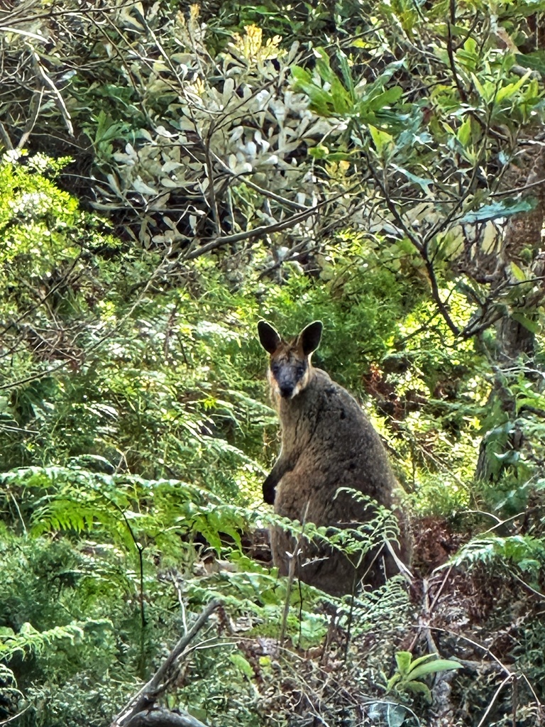 Swamp Wallaby from Rotary Park, Woorim, QLD, AU on January 7, 2024 at ...