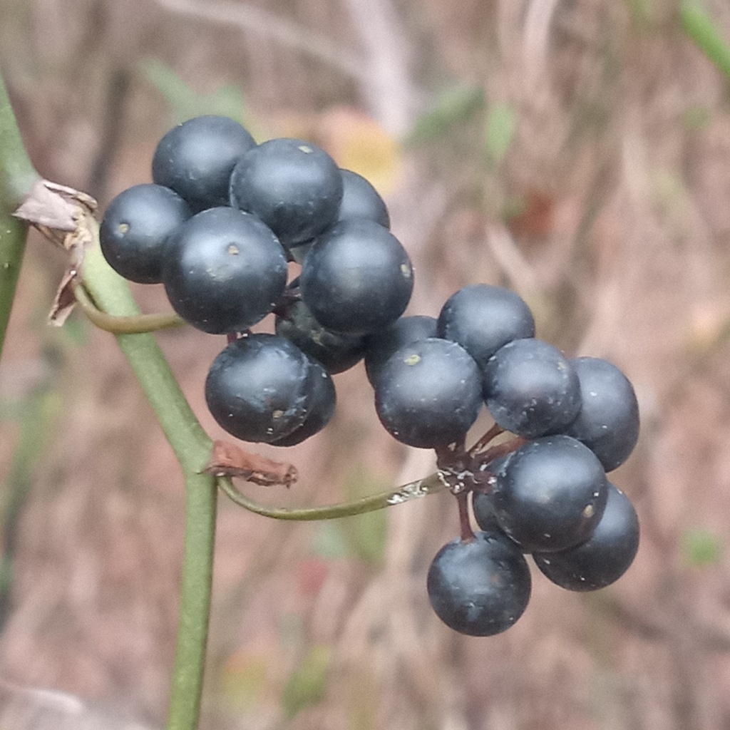 roundleaf greenbrier from Sussex County, DE, USA on January 6, 2024 at ...