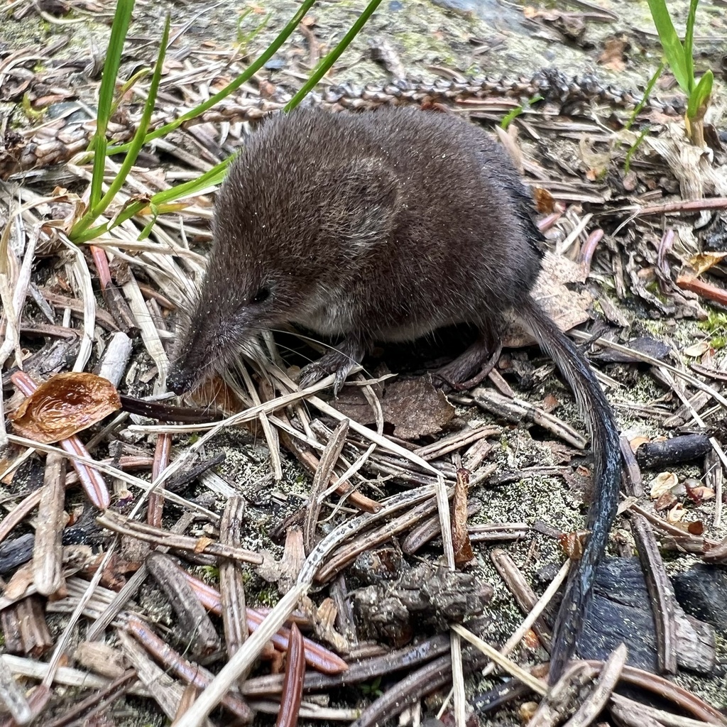 Masked Shrew from Hillside Park, Anchorage, AK, US on June 15, 2023 at ...