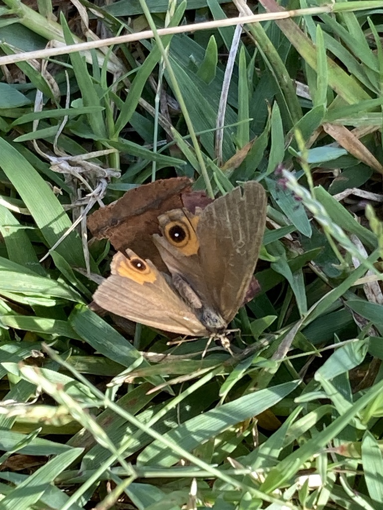 Brown Ringlet from Burraneer Rd, Coomba Park, NSW, AU on January 7 ...