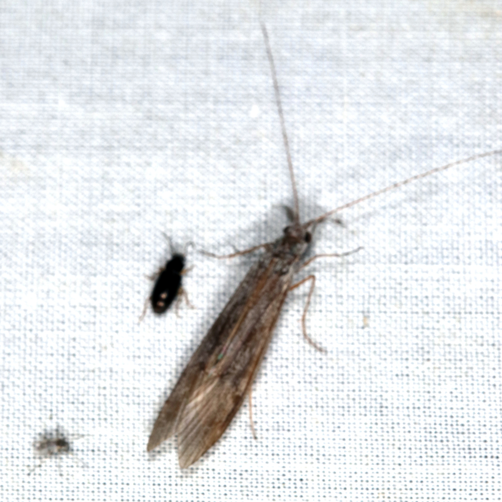 Triplectidinae from Addington VIC 3352, Australia on January 6, 2024 at ...