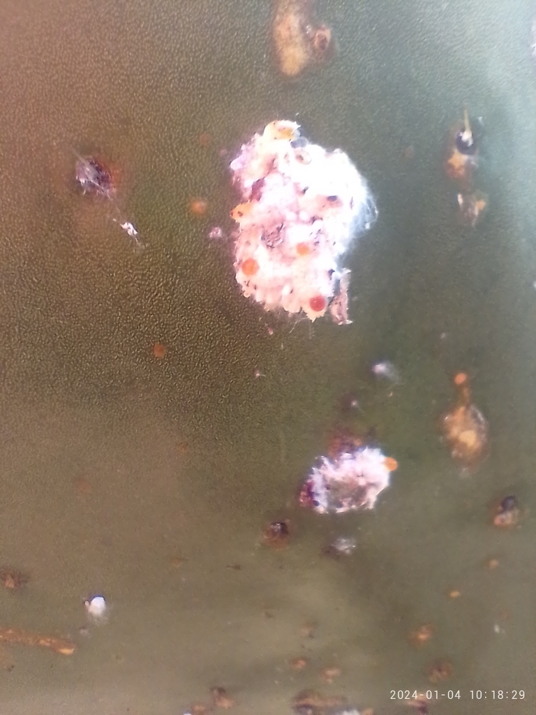 true cochineal bug from 62530 Tlalnepantla, Mor., México on January 4 ...