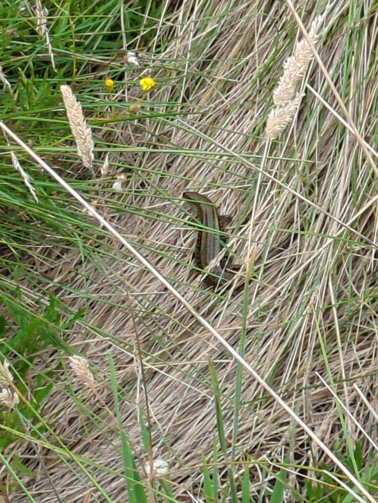 Eastern Mourning Skink in January 2024 by Brendan Casey. As with all of ...