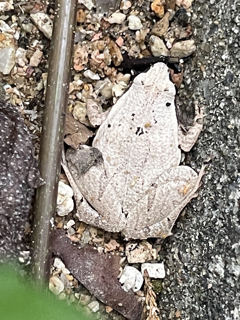 Dark-sided Chorus Frog from Jianfengling National Forest Park, Hainan ...