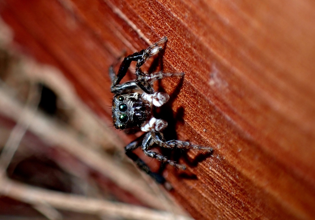 Peacock Spiders in January 2024 by k_freemantle · iNaturalist