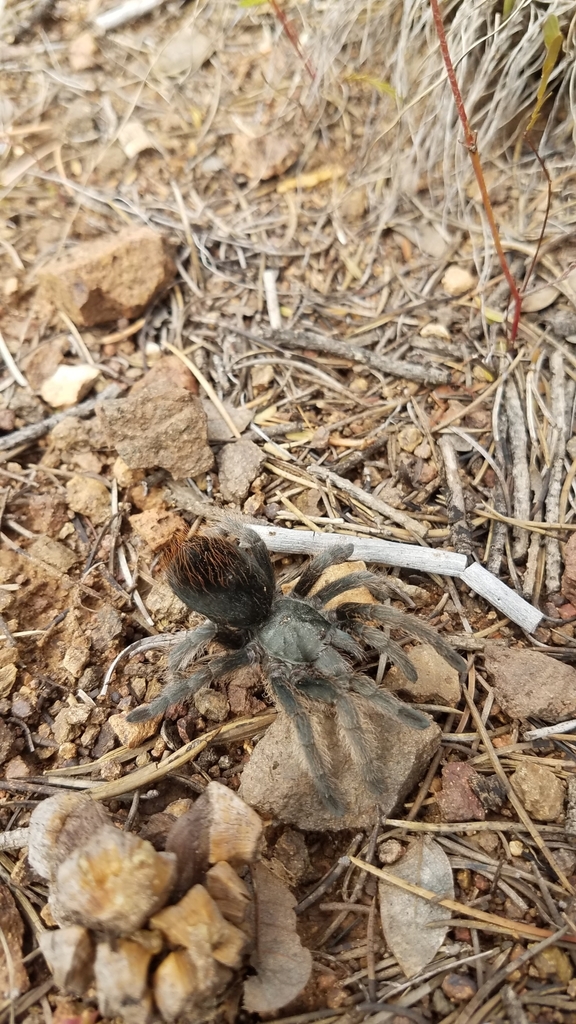 Tarantulas from Pinon Loop Trail, Silver City, NM 88061, USA on October ...